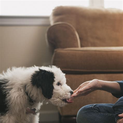 강아지가 사람을 핥는 이유 부위별 의미 핏펫