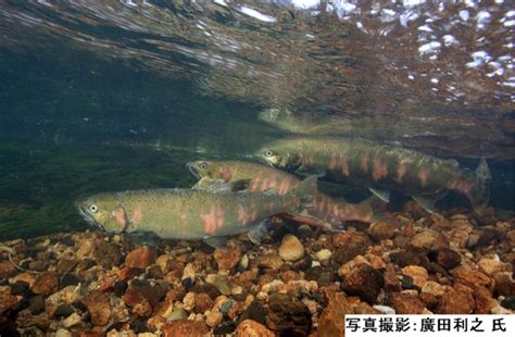 琵琶湖の宝石ビワマスにまつわる美しい写真や最新の研究結果を紹介 第27回企画展示 海を忘れたサケ ビワマスの謎に迫るを開催し