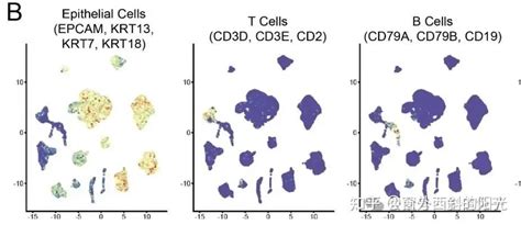 单细胞umap图上多个marker基因共表达分析 知乎