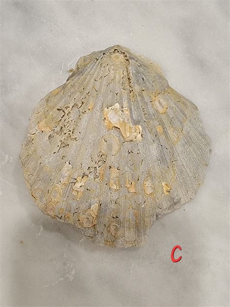 Fossilized Scallop Matrix Scallop Shell Fossil Chesapecten Etsy