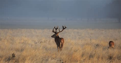 When Are The Hunting Seasons And Whats In Hunting Season Right Now