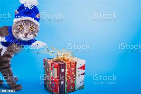 스카프와 파란색 배경에 선물 상자에 앉아 파란 새 해 모자를 쓰고 회색 줄무늬 고양이 고양이 새끼에 대한 스톡 사진 및 기타