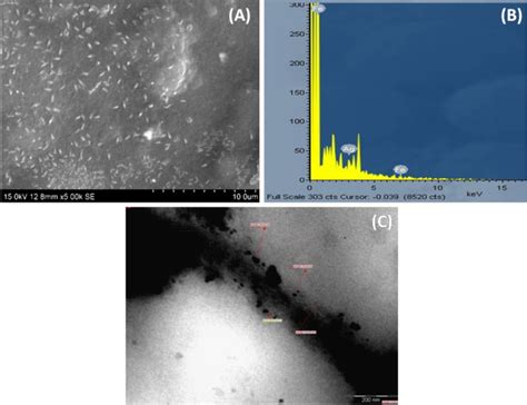 surface morphological characterization of c ag fe3o4 nbc a sem image