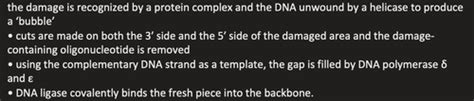 Mutations Flashcards Quizlet