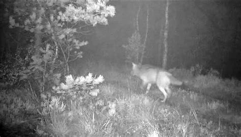 Jaktet På Ulven Uten Resultat Fvnno