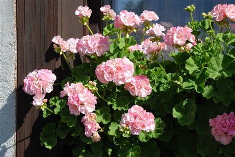 Bickenbach Blumen Pelargonie