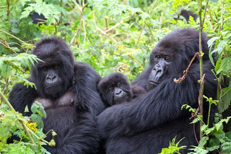 4 Days Bwindi Gorilla Habituation And Trekking Safari Uganda