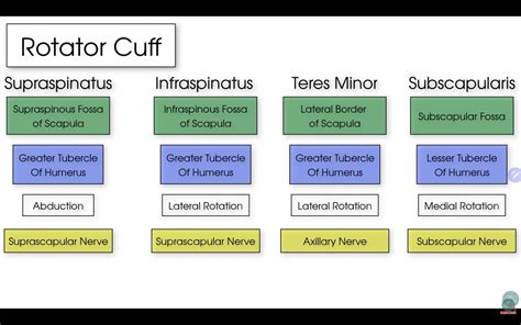 Anatomy Rotator Cuff Subscapular Fossa Axillary Nerve Rotator Cuff
