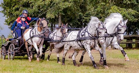 2025 Usef Combined Driving National Championships To Be Held At Tryon