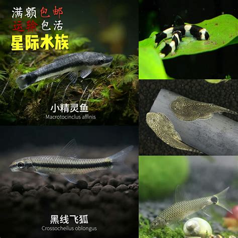 蛇仔鱼长大后的样子 长大后的样子 奥莉长大后的样子图片 第5页 大山谷图库