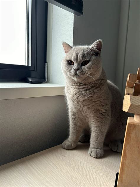 1326 Best Chally Images On Pholder Britishshorthair Conan And