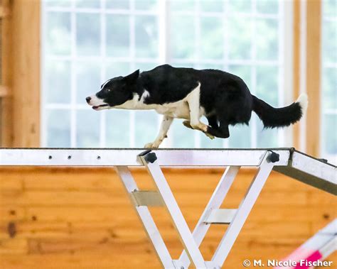 Meet Grace Heck — Hounds Of Heck