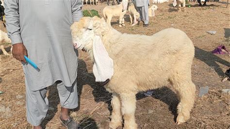 Kajlay Chatre 2023 Live Soda Lahore Bakra Mandi Shahpur Kanjra
