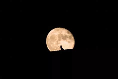 Wolf Moon Explained As First Celestial Phenomenon Of The Year Falls On