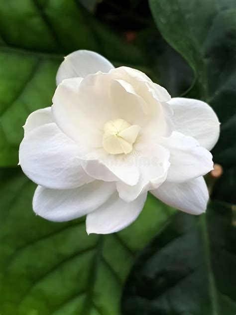 Close Up Of White Jasmine Jasminum Sambac Or Arabian Jasmine Grand Duke Of Tuscany Beautiful