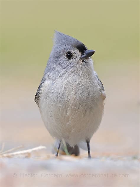 Gallery Hector Cordero