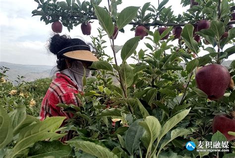 麦积区花牛镇白家河村2083亩苹果喜获丰收图 天水在线