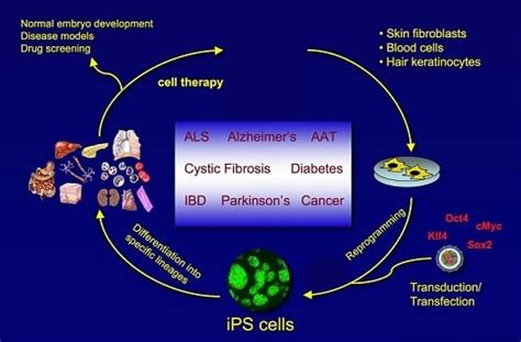 Regenerative Medicine Reprogramming Adult Cells Dartmouth