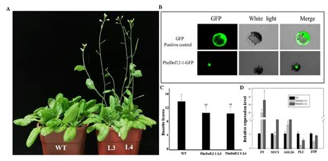 Analysis Of An Early Flowering Phenotype By Overexpression Of