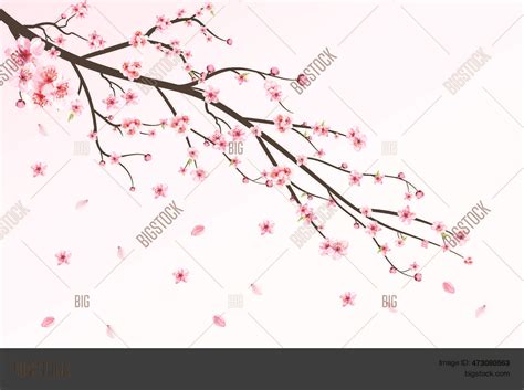 Cherry Blossom Vector And Photo Free Trial Bigstock