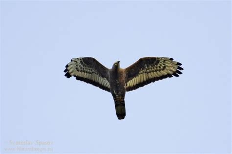 Осояд Chervenata Kniga