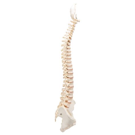 Columna Vertebral Humana Real De Tamaño Real Anatomía Vertebral