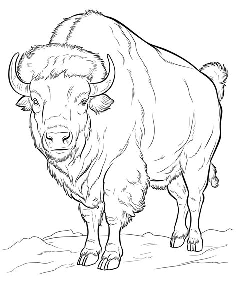 Premium Vector American Bison Coloring Page Line Art