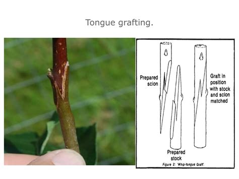 Propagation Methods In Plants Ppt