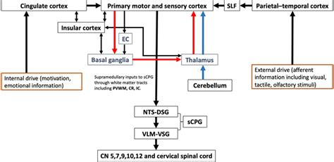 A Schematic Figure Showing The Interplay Between Cortical And