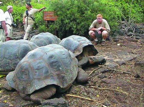 تصاویری از غول پیکرترین لاک‌پشت‌های دنیا این لاکپشت‌ها سه برابر یک