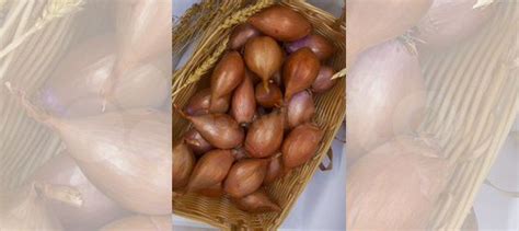 Лук семейный "Сорокозубка" купить в Санкт-Петербурге | Товары для дома ...