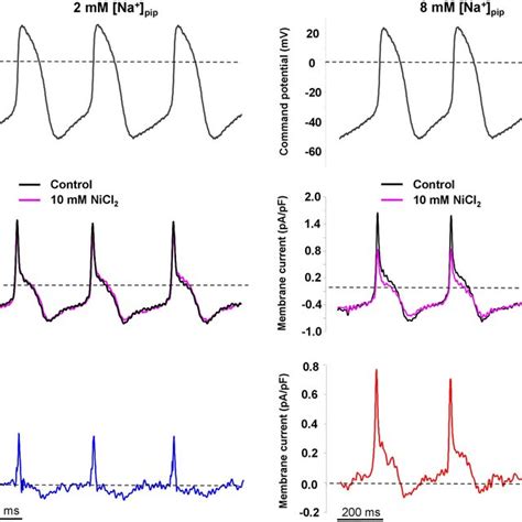 Characterization Of The Ncx Current As A Ni²⁺ Sensitive Current Under A