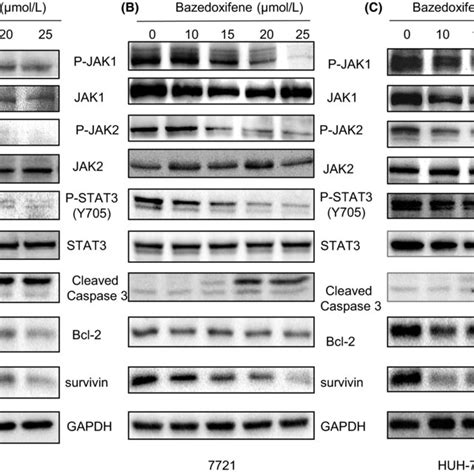 Bazedoxifene Inhibits Signal Transducer And Activator Of Transcription