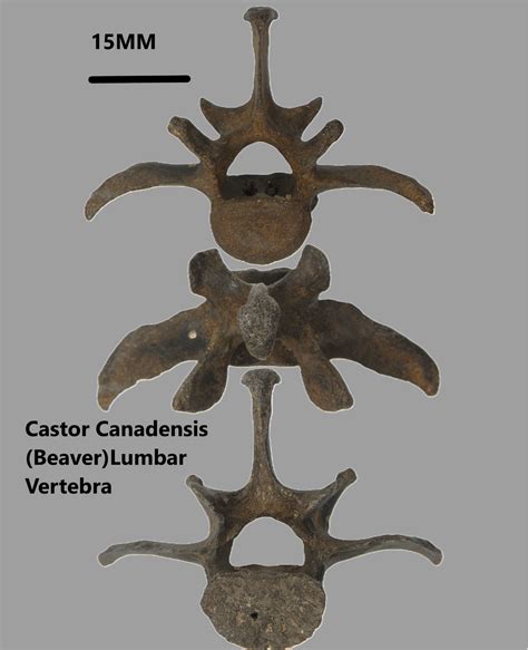 Castor Canadensis Beaver Lumbar Vertebra Vertebrates The Fossil Forum