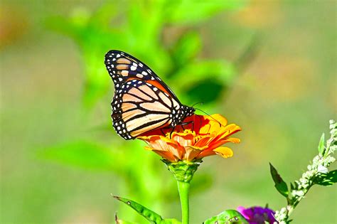 Fluttering