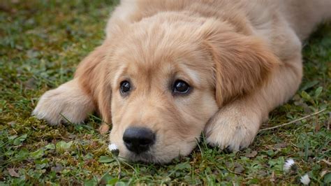 10 Razas De Perro Españolas Con Un Carácter Muy Noble Y Apacible