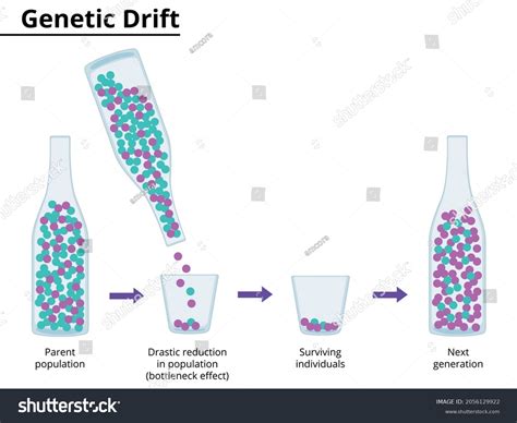Theory Genetic Drift Bottleneck Effect Vector Stock Vector Royalty
