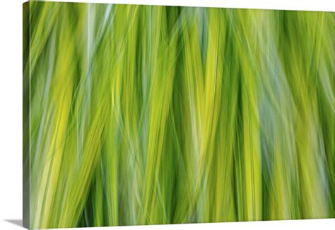 Japanese Forest Grass Ii Great Big Canvas