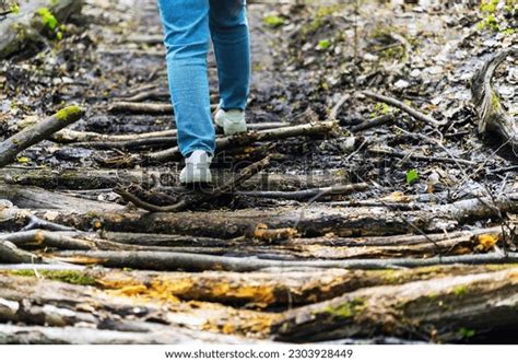 Tree Branch Bridge Images Stock Photos D Objects Vectors Shutterstock