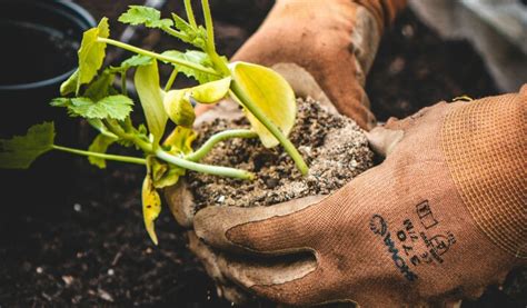 Bulb Planting With Lucy Hand And Move Imperial Events Imperial