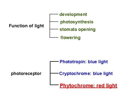 Chapter 17 Phytochrome And Light Control Of Plant
