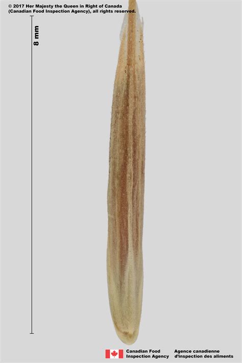 Bromus Arvensis L Idseed