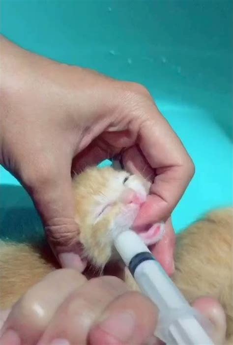 Cách Cho Mèo Con Uống Sữa Income 46 Million Day Online Sales Youtube