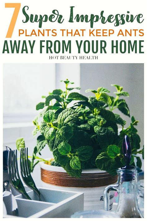 7 Plants That Will Actually Keep Ants Away Artofit