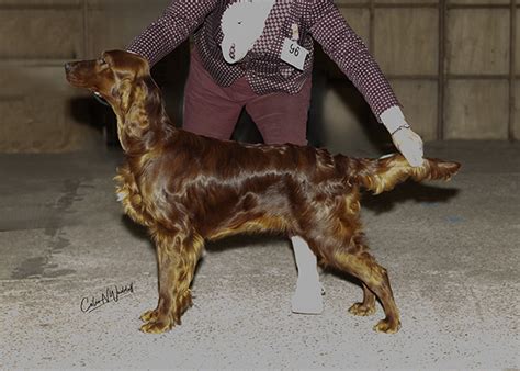 Irish Setters Uk And Ireland Website