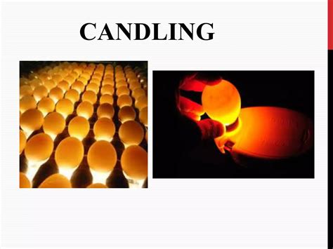 Grading And Quality Parameters Of Eggs Pptx