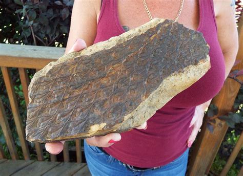 Detailed Fossil Tree Bark Lepidodendron From Pella Iowa 1819016897