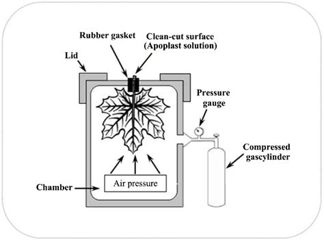 How To Use Pressure Chamber Interface At Betty Thacker Blog