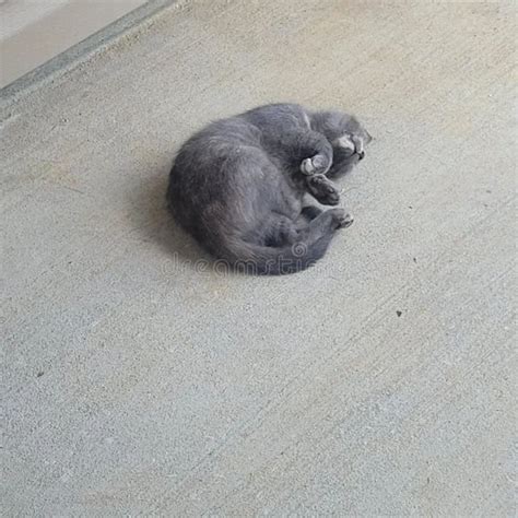 Cute Cat In Sun Sleeping Stock Image Image Of Wood 257348585