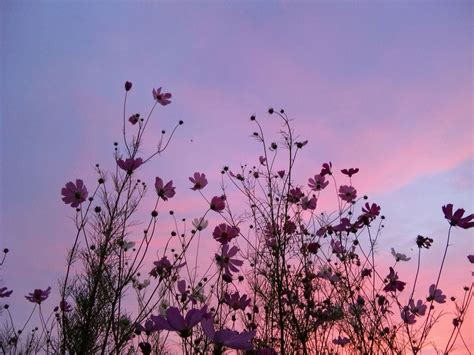 Обои на рабочий стол эстетика цветы 55 фото